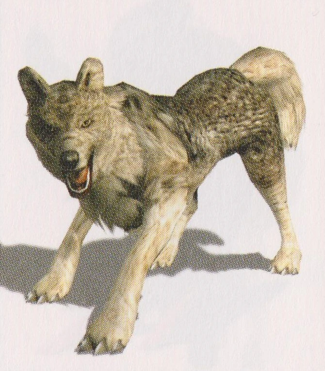 Stray Wolf | Shadowhearts Wiki | Fandom