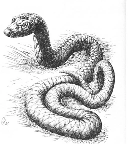 Aitvaras | Shadowrun Wiki | Fandom