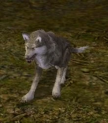 Loup Gris Prognathe | Wiki Shaiya | Fandom