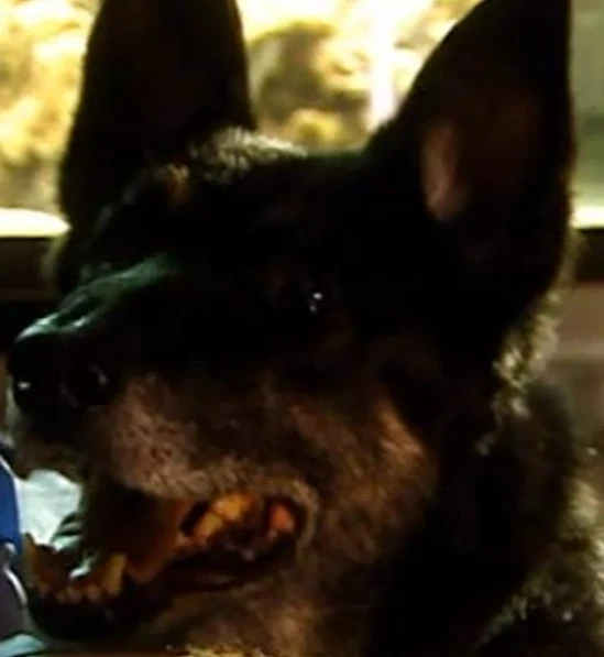 Nelson | Shameless Wiki | Fandom