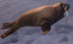 Walrus - Official Legends of Aria Wiki