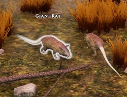 Awakened Rat - Official Legends of Aria Wiki