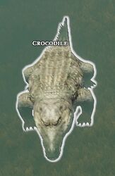 Crocodile - Official Legends of Aria Wiki