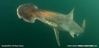 Scoophead | Sharkipedia Wiki | Fandom