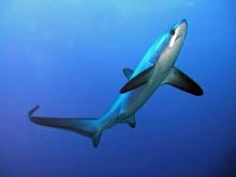 Thresher Sharks (Alopiidae) | Sharkipedia Wiki | Fandom