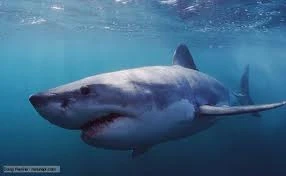 White Sharks (Lamnidae) | Sharkipedia Wiki | Fandom