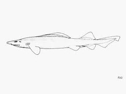 False Catshark | Sharkipedia Wiki | Fandom