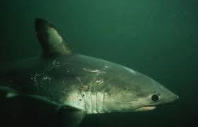 Salmon Shark | Sharkipedia Wiki | Fandom