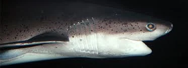 Cow Sharks (Hexanchidae) | Sharkipedia Wiki | Fandom