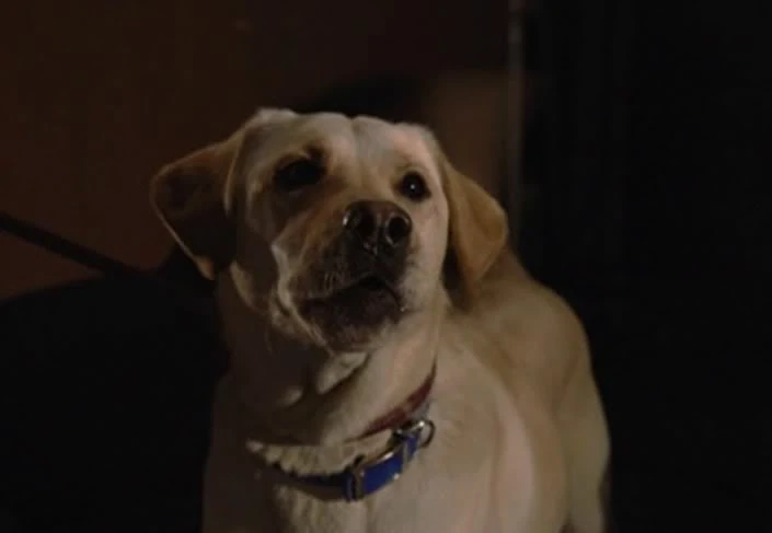Sherman | Shark Night 3D Wiki | Fandom