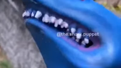 Discuss Everything About Shark Puppet Wiki | Fandom