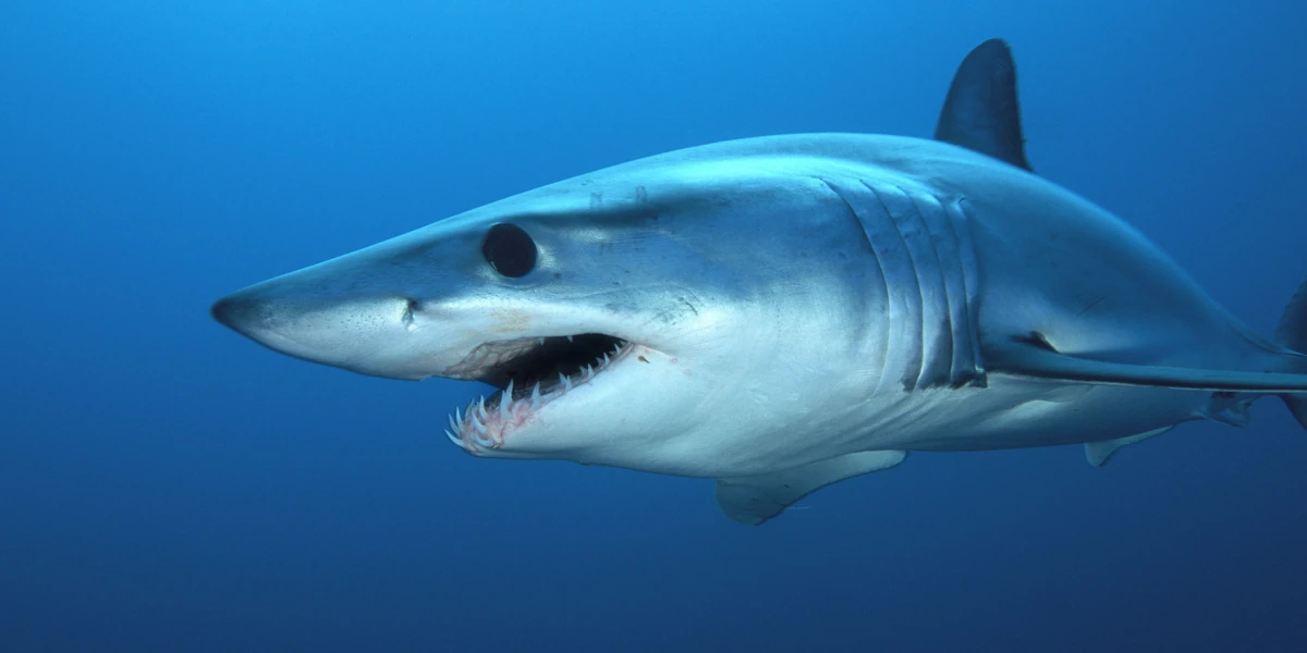 Real Information About the Mako Shark | Sharks of hungry shark ...
