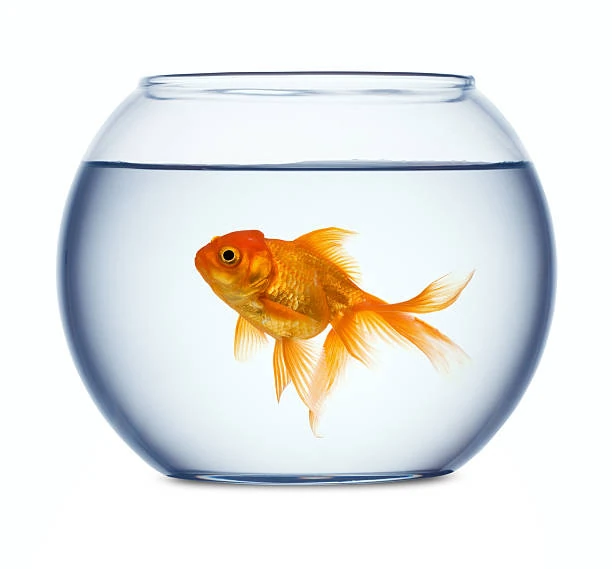 Fish Bowl | Shark's World Wiki | Fandom