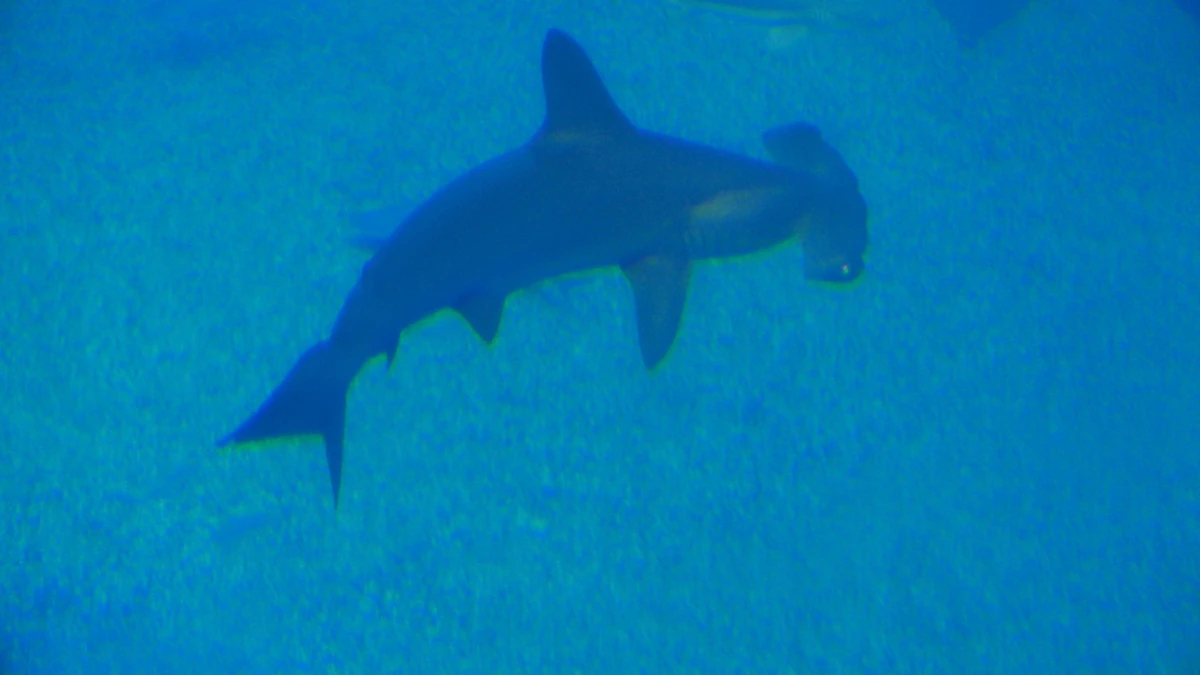 Scalloped Hammerhead | Shark Wiki | Fandom