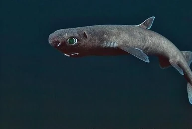 dumb gulper shark