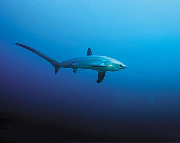 Thresher Shark | Shark Wiki | Fandom