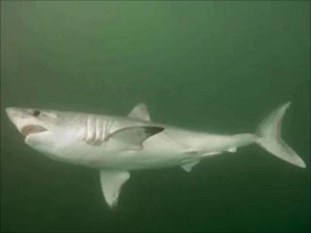 Mako Shark | Shark Wiki | Fandom