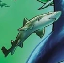 Barkley | Shark Wars Wiki | Fandom