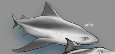 Atlas | Shark Wars (book) Wiki | Fandom