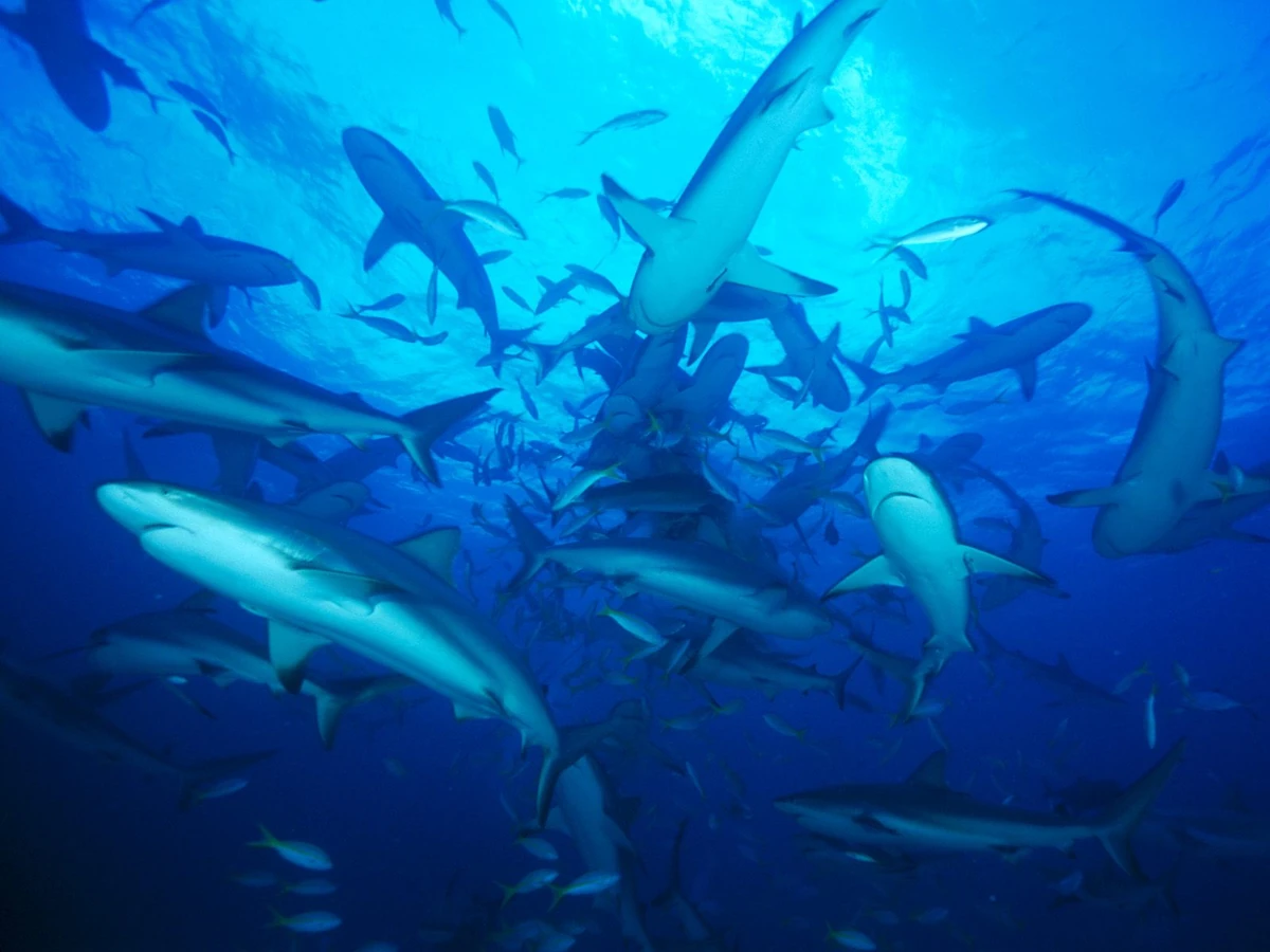 Vortex Shiver | Shark Wars (book) Wiki | Fandom