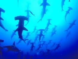 Armada | Shark Wars (book) Wiki | Fandom