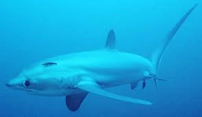 Glacier Shiver | Shark Wars (book) Wiki | Fandom