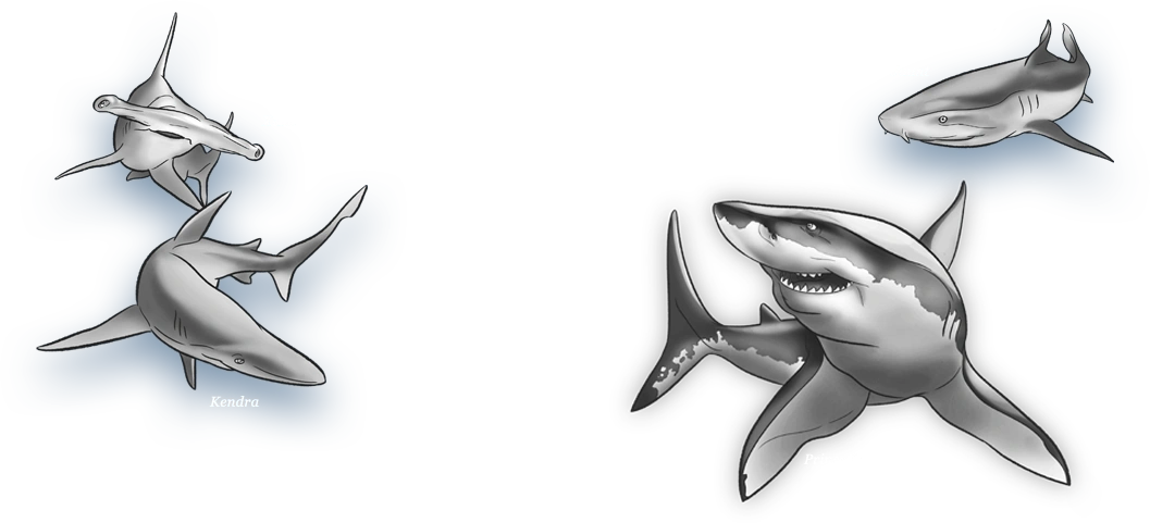 AuzyAuzy Shiver | Shark Wars (book) Wiki | Fandom