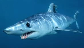 Drinnok | Shark Wars (book) Wiki | Fandom