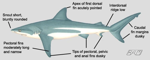 Bull Shark | Shark Wars (book) Wiki | Fandom