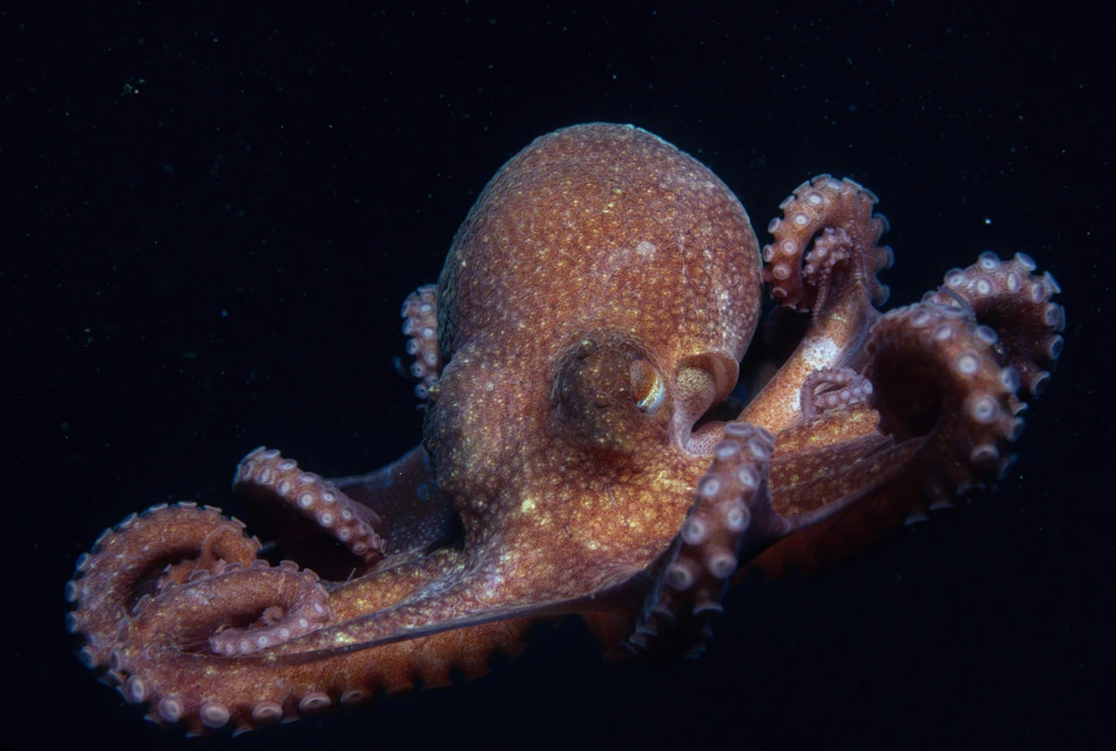 Mog | Shark Wars (book) Wiki | Fandom