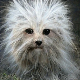 Dog | Shatter Me Wiki | Fandom