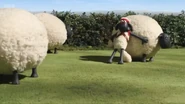 Shirleyverse | Shaun the Sheep Wiki | Fandom