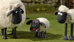Baby Timmy Shaun The Sheep