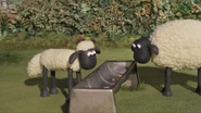 Shirleyverse | Shaun the Sheep Wiki | Fandom