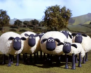 Hazel | Shaun the Sheep Wiki | Fandom