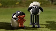 Timmy In A Tizzy | Shaun the Sheep Wiki | Fandom