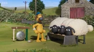 Shirleyverse | Shaun the Sheep Wiki | Fandom