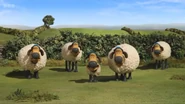 Shirleyverse | Shaun the Sheep Wiki | Fandom