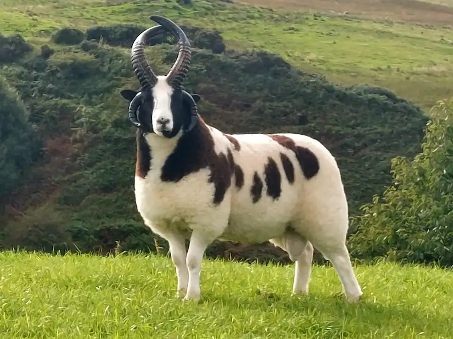 Jacob | Sheep Wiki | Fandom