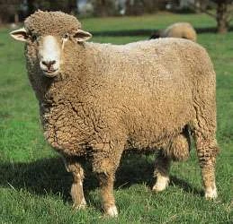 Corriedale | Sheep Wiki | Fandom