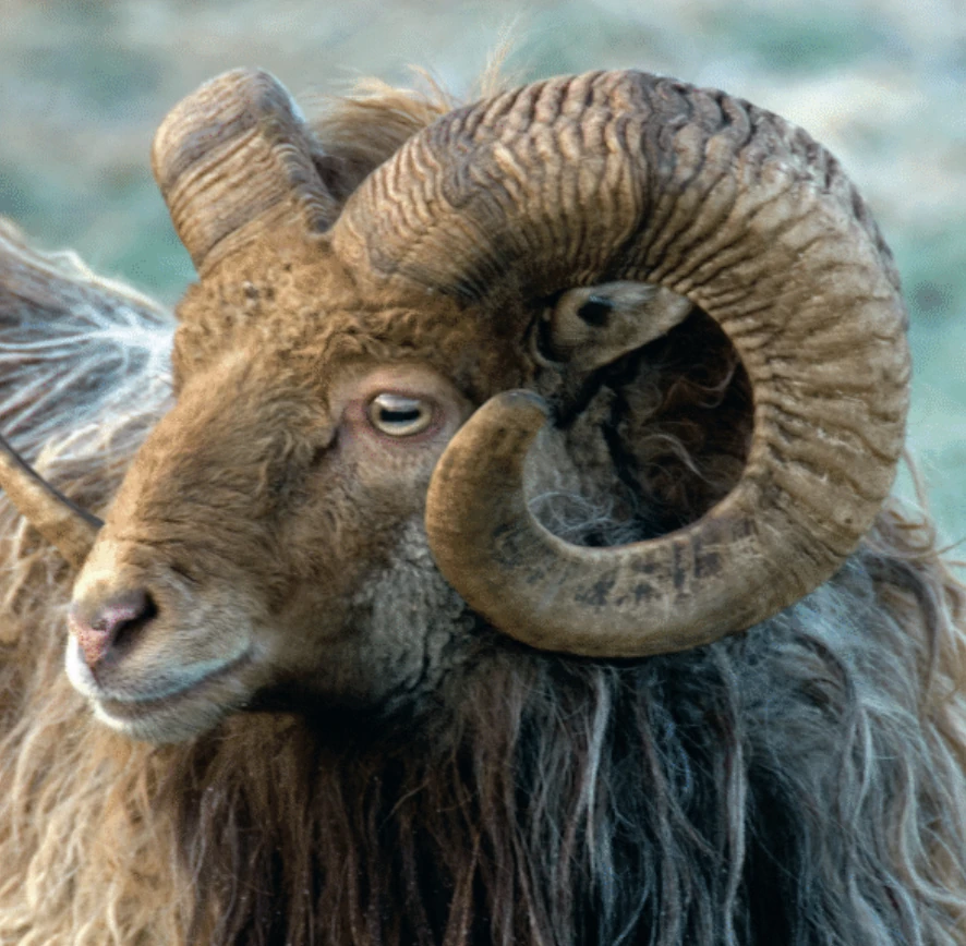 North Ronaldsay | Sheep Wiki | Fandom