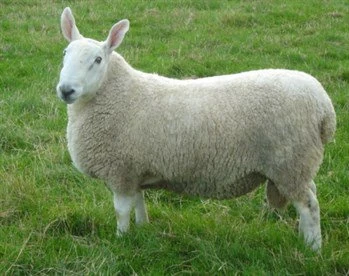 Border Leicester | Sheep Wiki | Fandom