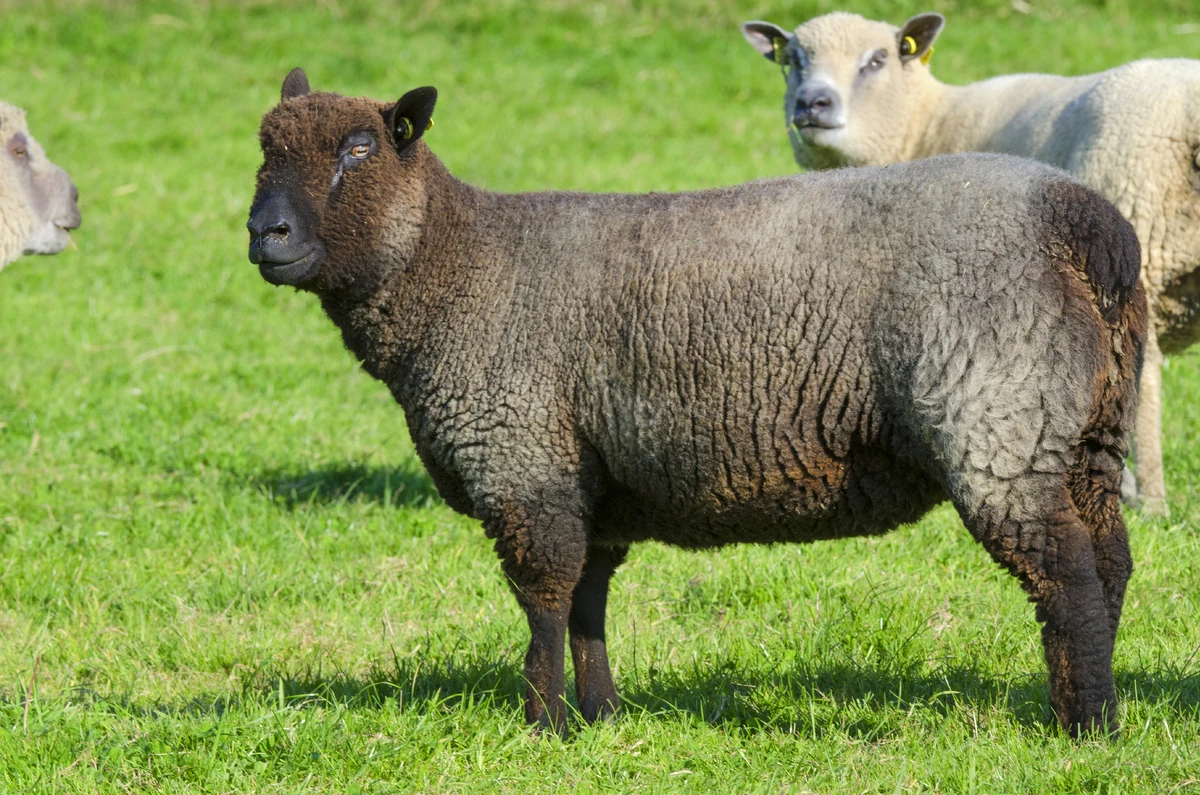 Avranchin | Sheep Wiki | Fandom