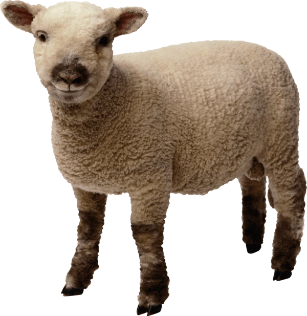 Harri | Sheep Wiki | Fandom