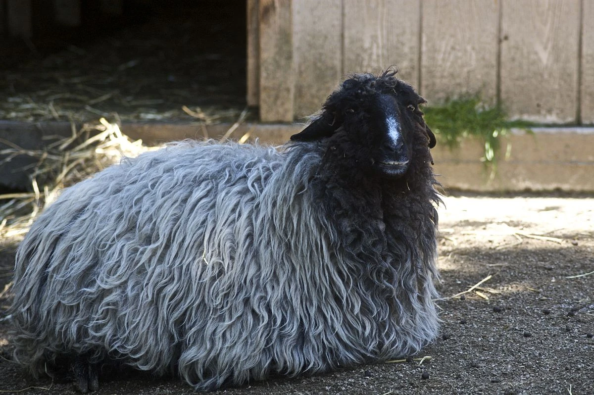 Karakul | Sheep Wiki | Fandom
