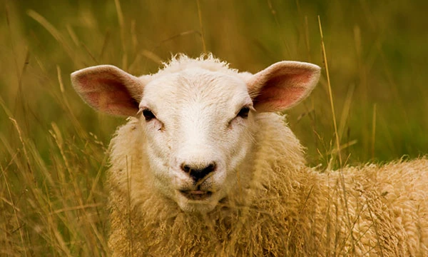 Ewe | Sheep Wiki | Fandom