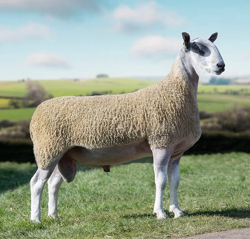 Bluefaced Leicester | Sheep Wiki | Fandom