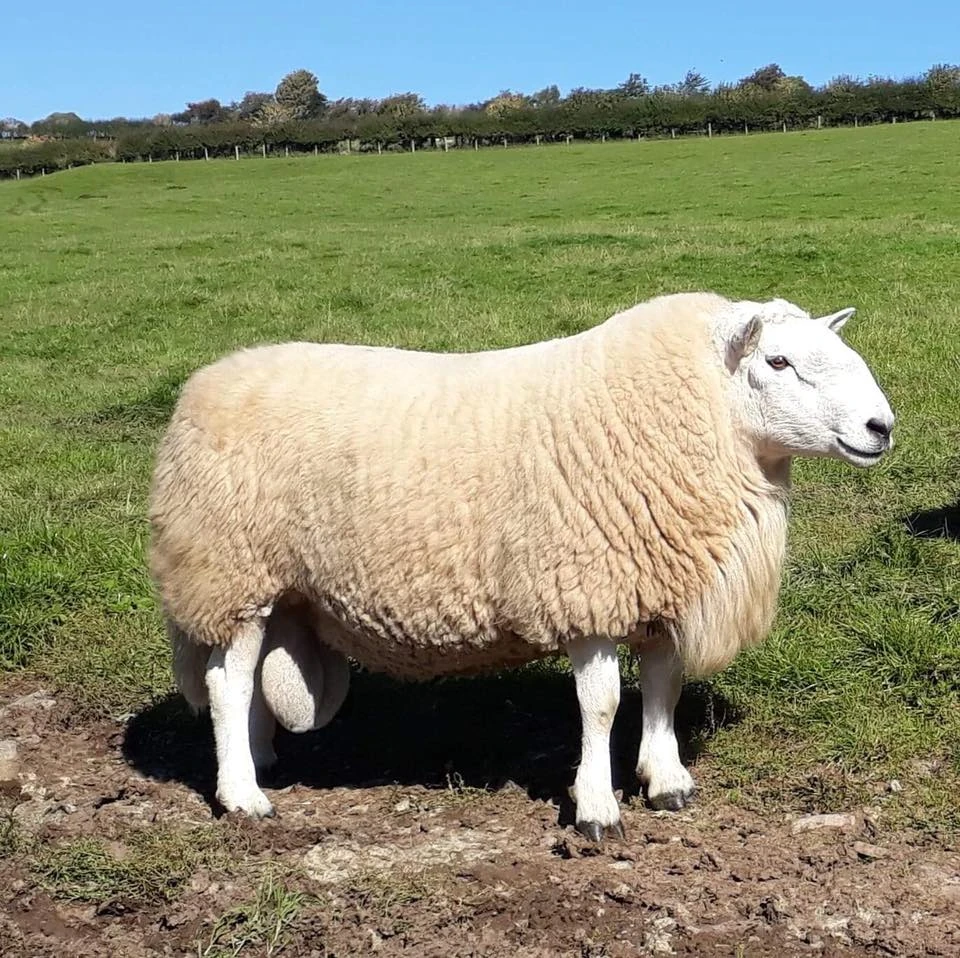 Brecknock Hill Cheviot | Sheep Wiki | Fandom