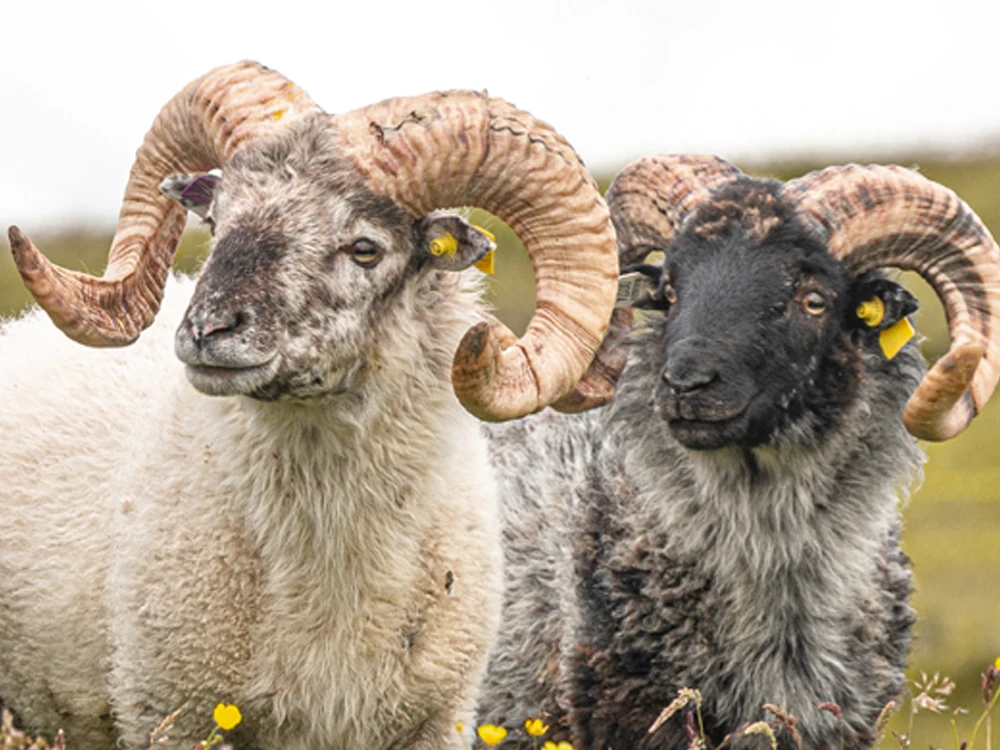 Boreray | Sheep Wiki | Fandom