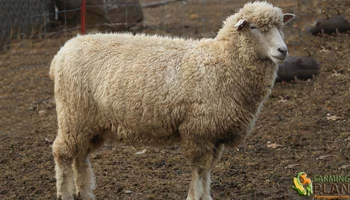 Rambouillet | Sheep Wiki | Fandom